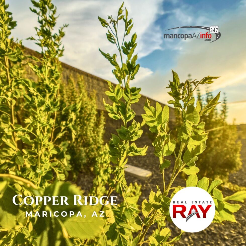 Copper Ridge Homes for Sale in Maricopa Arizona